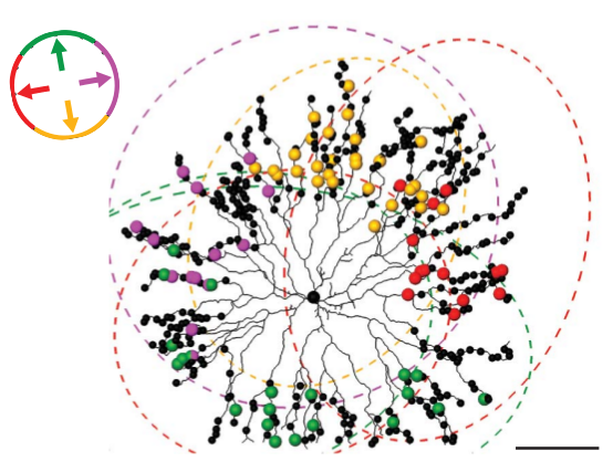 Connectomics in the retina – xcorr: AI & neuro
