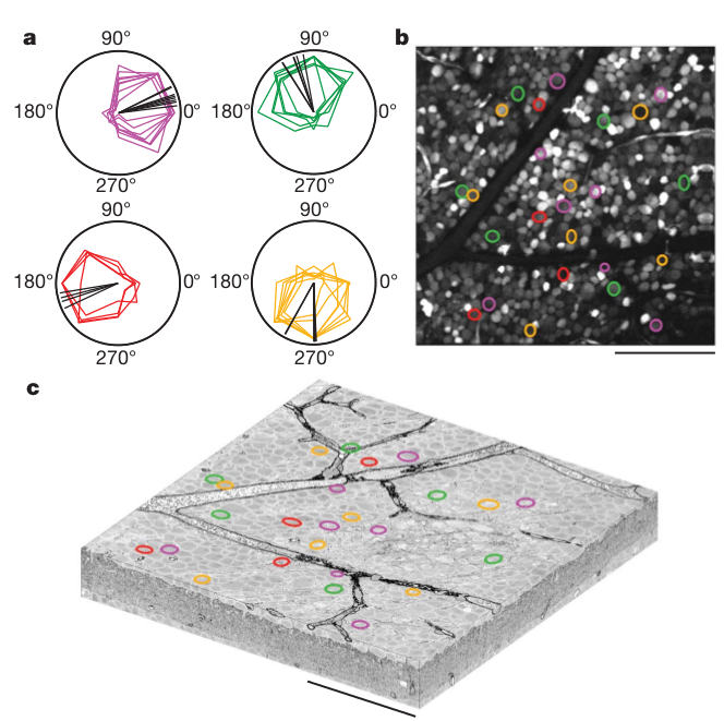 Connectomics in the retina – xcorr: AI & neuro